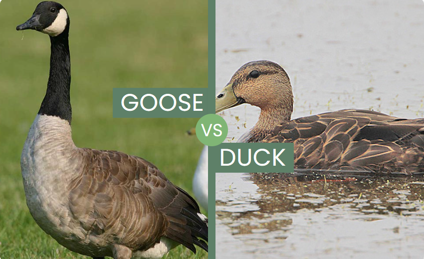 Duck vs. Goose Down Bedding: Which Offers Superior Comfort?
